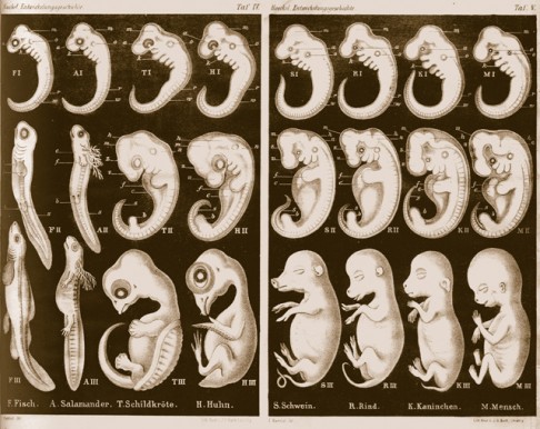 Embryo a evoluce: nový pohled na starý problém – 21stoleti.cz