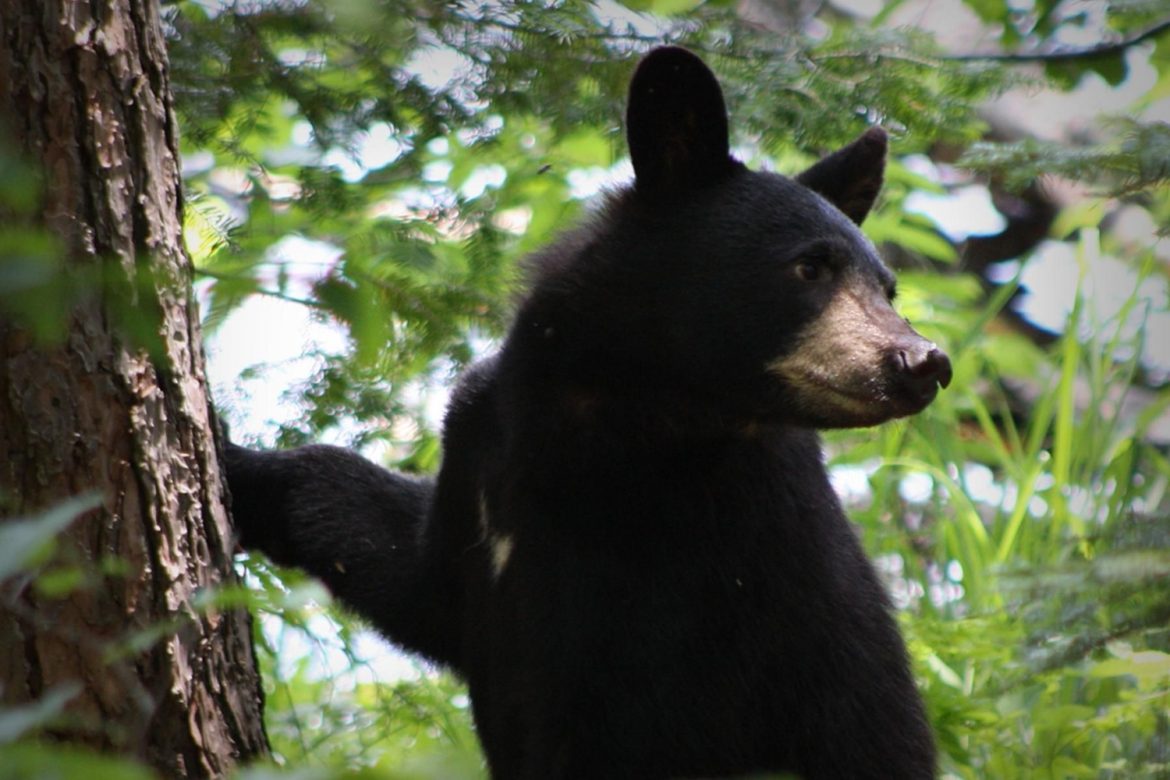 8 zástupců říše medvědů – 21stoleti.cz
