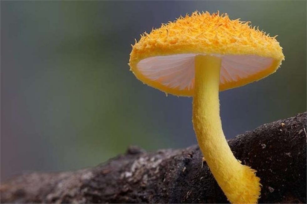 10 překvapivých zajímavostí o houbách – 21stoleti.cz