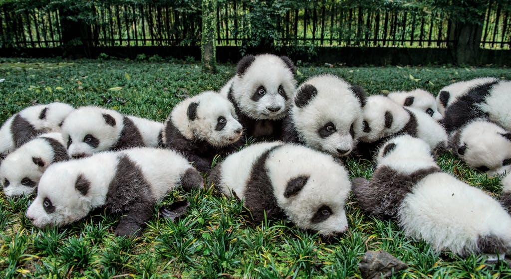 Tam, kde pandy dávají dobrou noc – 21stoleti.cz