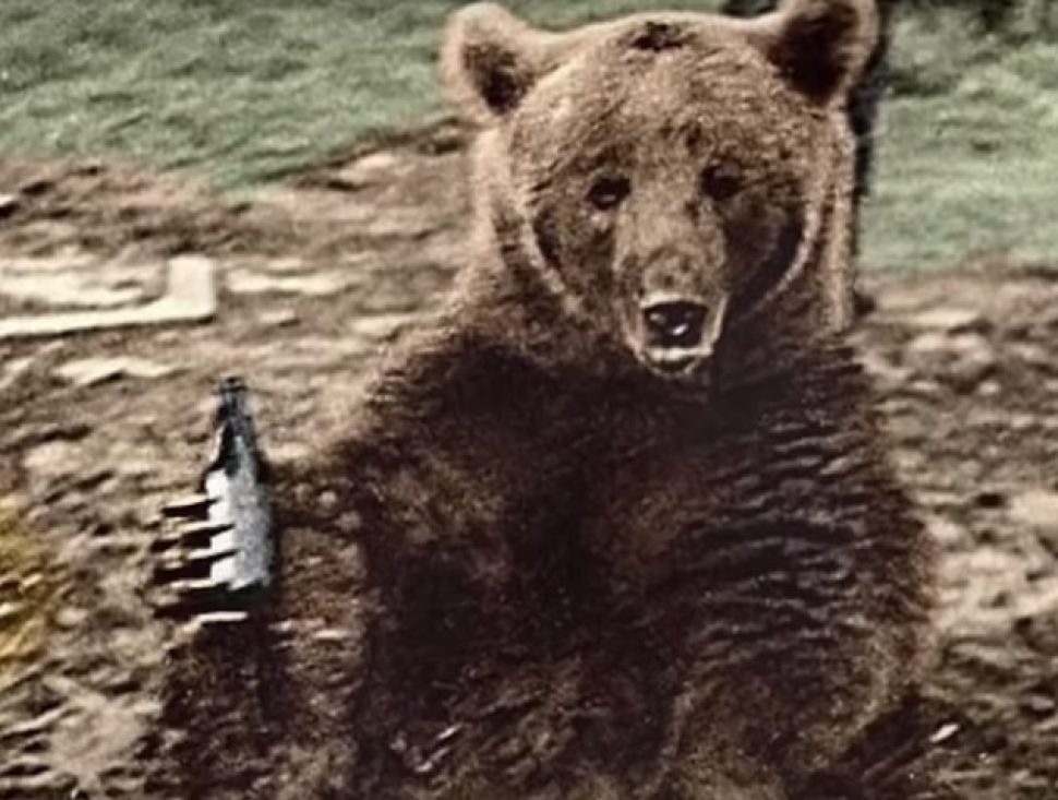 Desátník Wojtek: Medvěd v uniformě, který miloval pivo – 21stoleti.cz