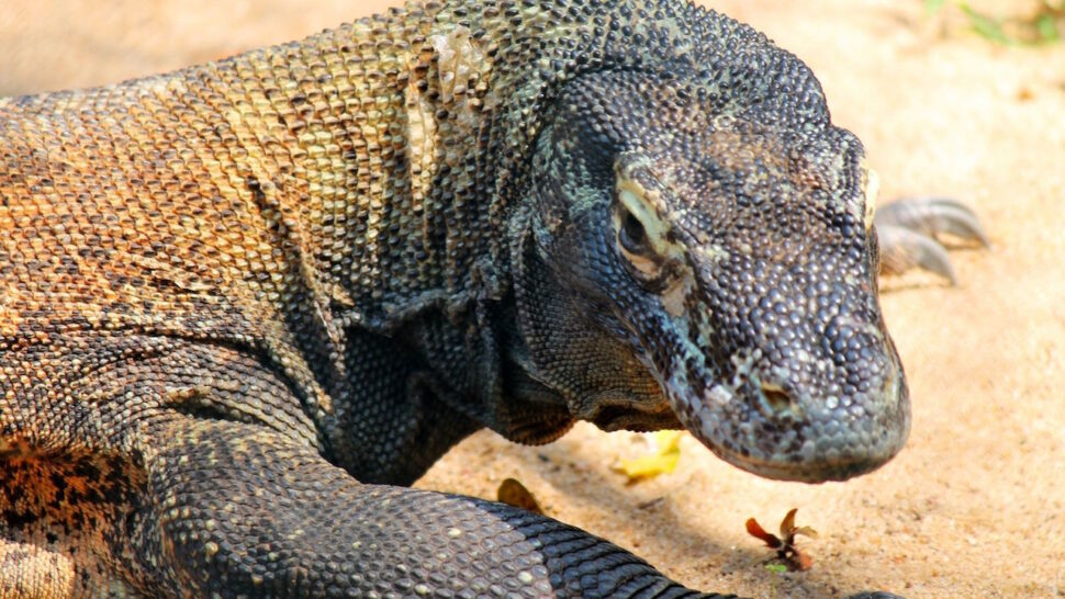 Varan komodský: Nejmohutnější suchozemský ještěr – 21stoleti.cz