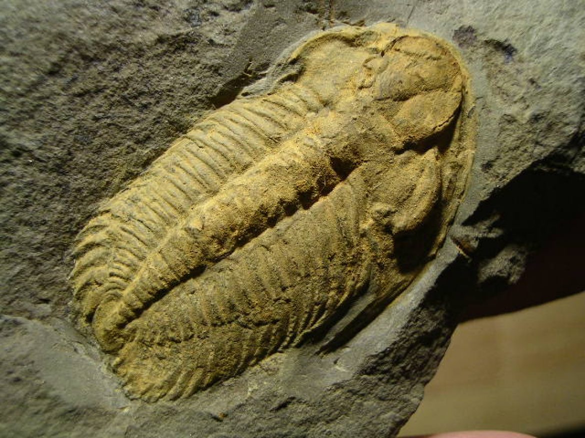 Češi objevili gigantické larvy trilobitů – 21stoleti.cz